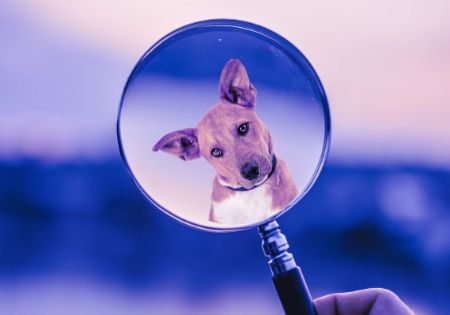 SUBJECT FOCUS: ANIMALS